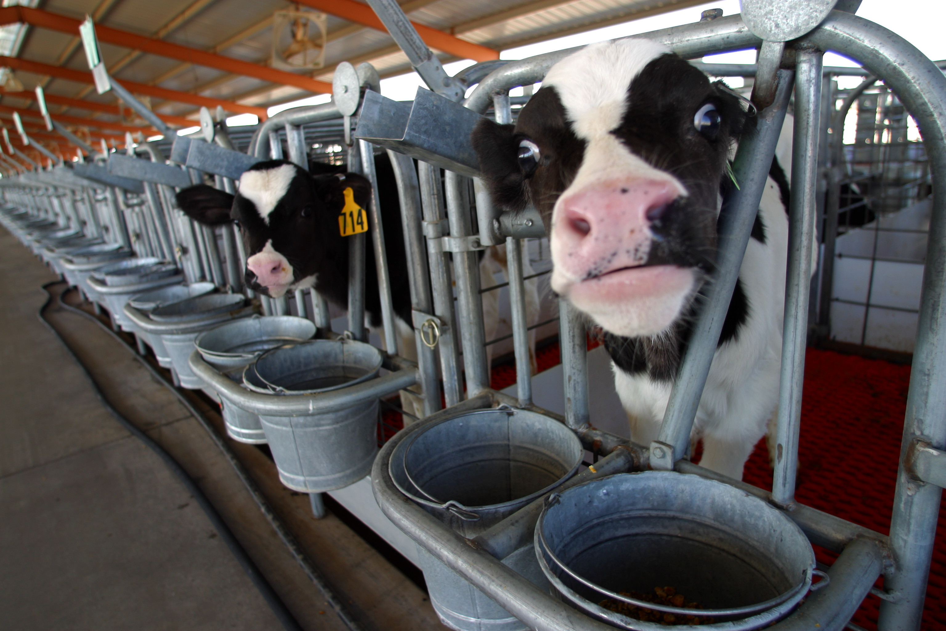 Eat and Drink Your Dairy - Fill Your Plate