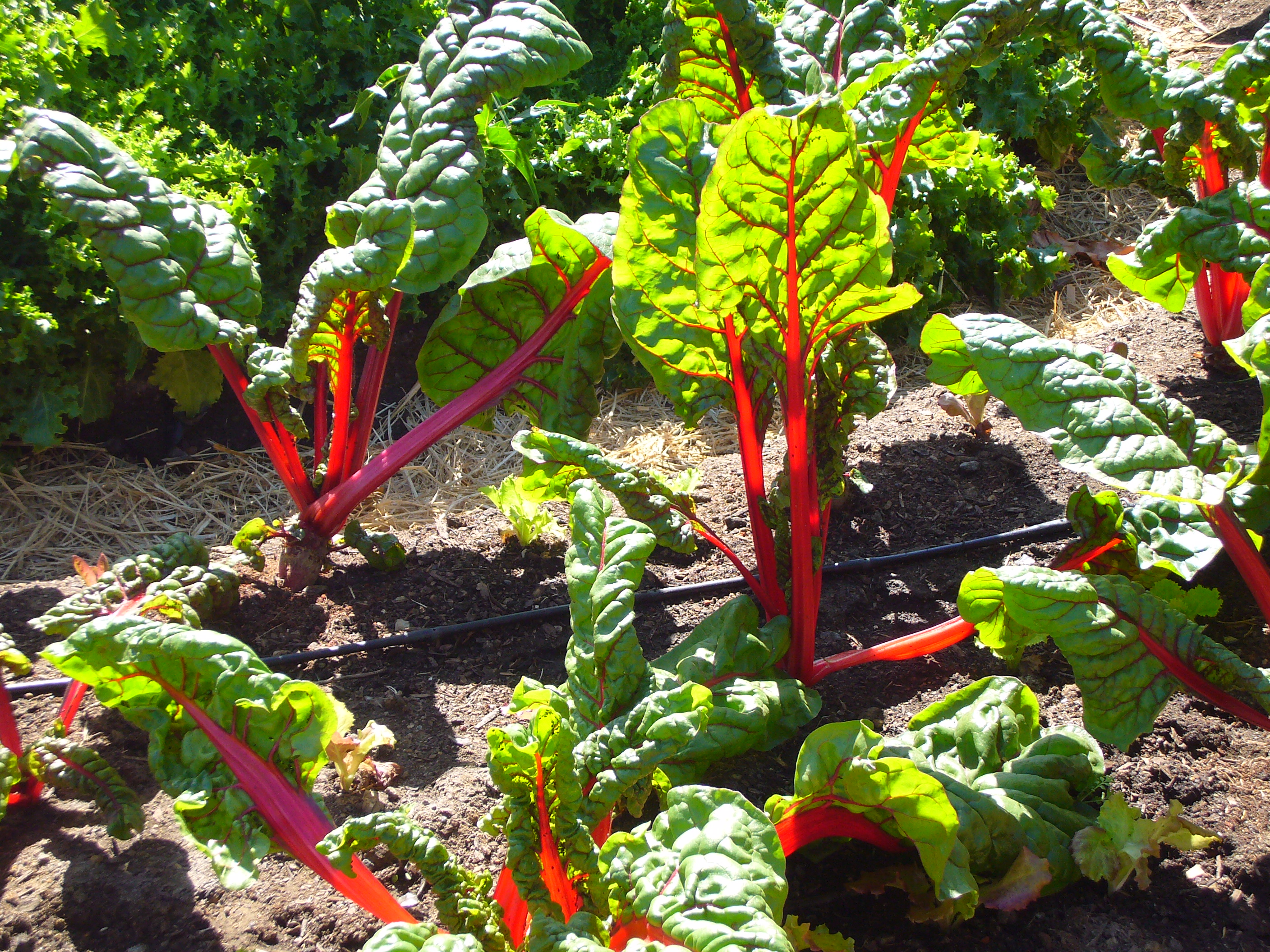 Give Chard a Chance - Fill Your Plate