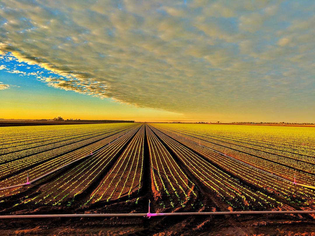 A Third of Crops are Lost to Pests - Fill Your Plate