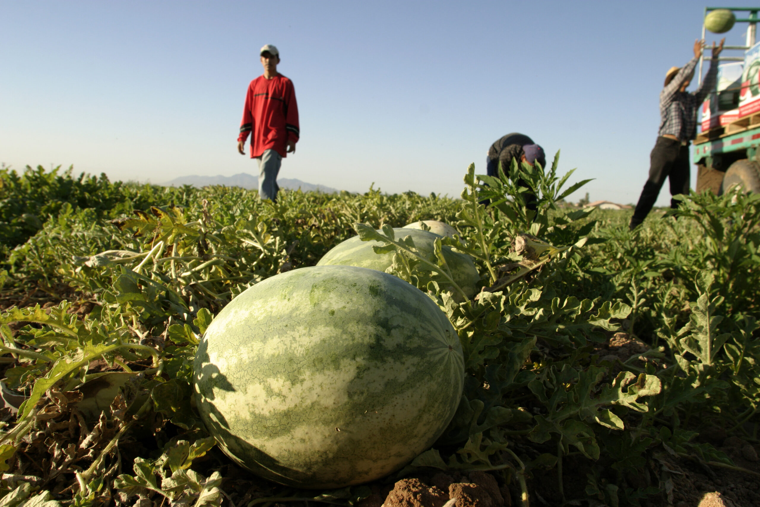 Put Fresh Arizona Watermelon on Your Shopping List! - Fill Your Plate
