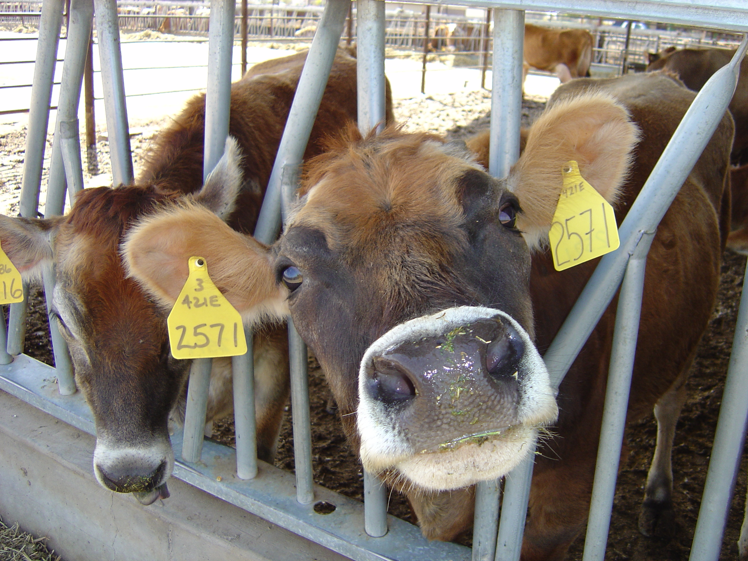 16 Arizona Dairy Facts You Need to Know - Fill Your Plate