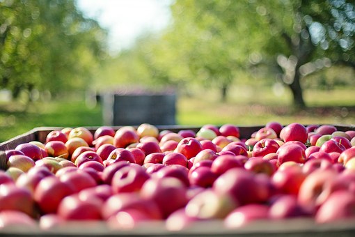 Arizona Apples are in Season - Fill Your Plate
