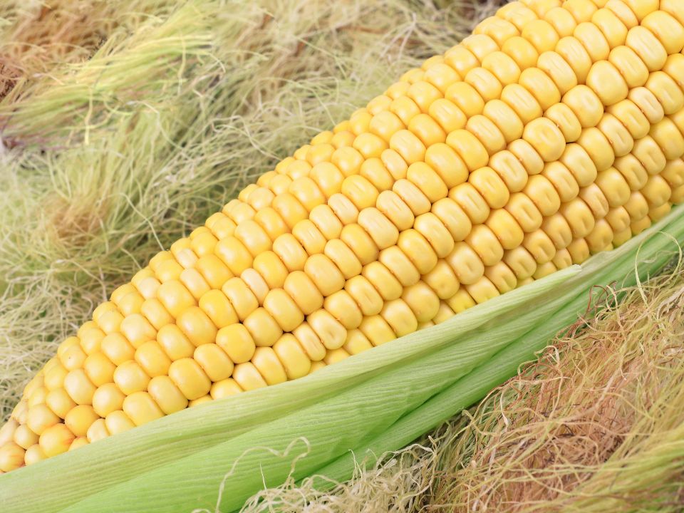Corn Silks are Packed with Nutrients - Fill Your Plate