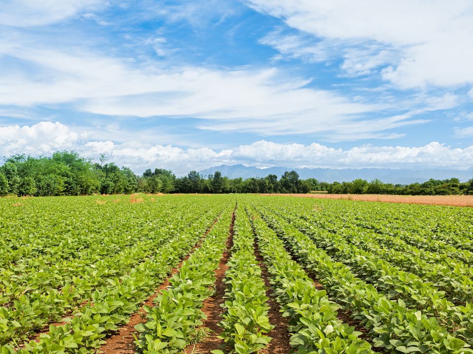 Arizona's Desert Heat: The Secret Engine Behind a $31 Billion Farm ...